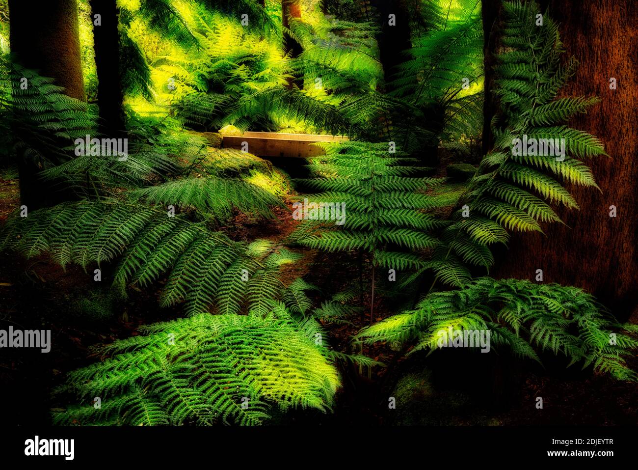 Australian Soft Tree Fern (Dicksonia antarctica). Trengwidden Gardens ...