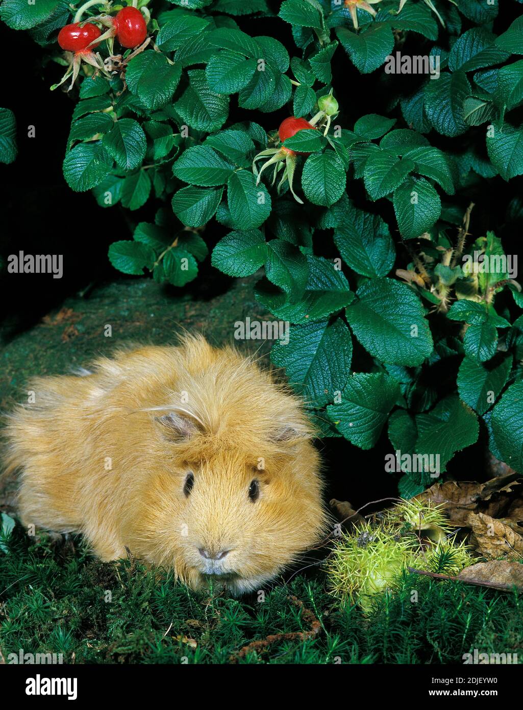 Guinea Pig, cavia porcellus Stock Photo - Alamy