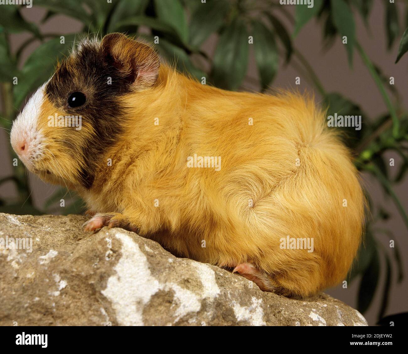 Guinea Pig, cavia porcellus Stock Photo - Alamy