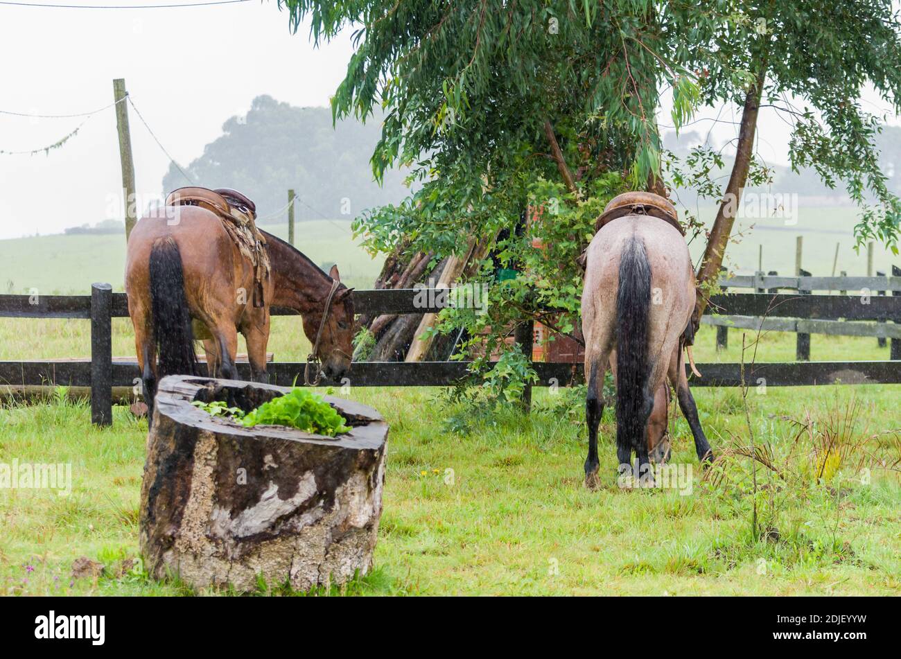 Beautiful horse in native field on rainy day Stock Photo - Alamy Beautiful horse in native field on rainy day Stock Photo - Alamy