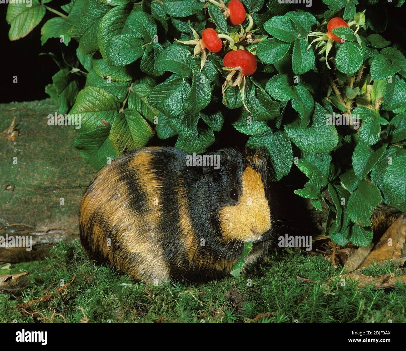 Guinea Pig, cavia porcellus Stock Photo - Alamy