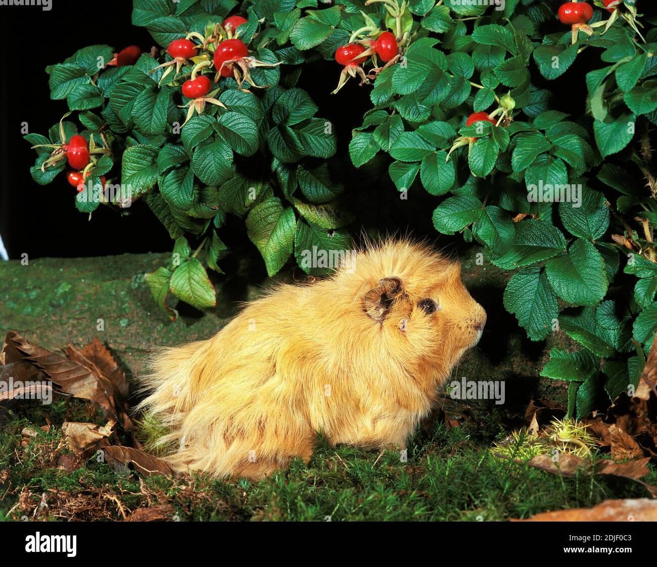 Guinea Pig, cavia porcellus Stock Photo - Alamy