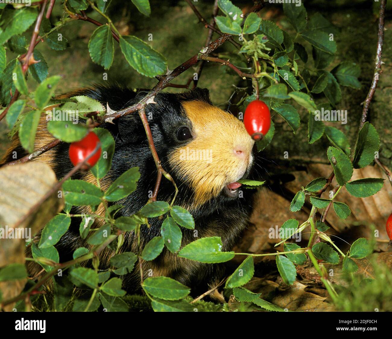 Guinea Pig, cavia porcellus Stock Photo - Alamy