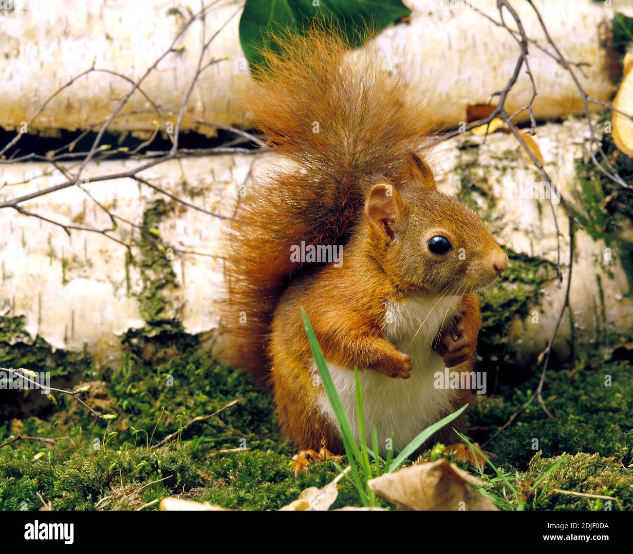 Red Squirrel, sciurus vulgaris, Male Stock Photo - Alamy