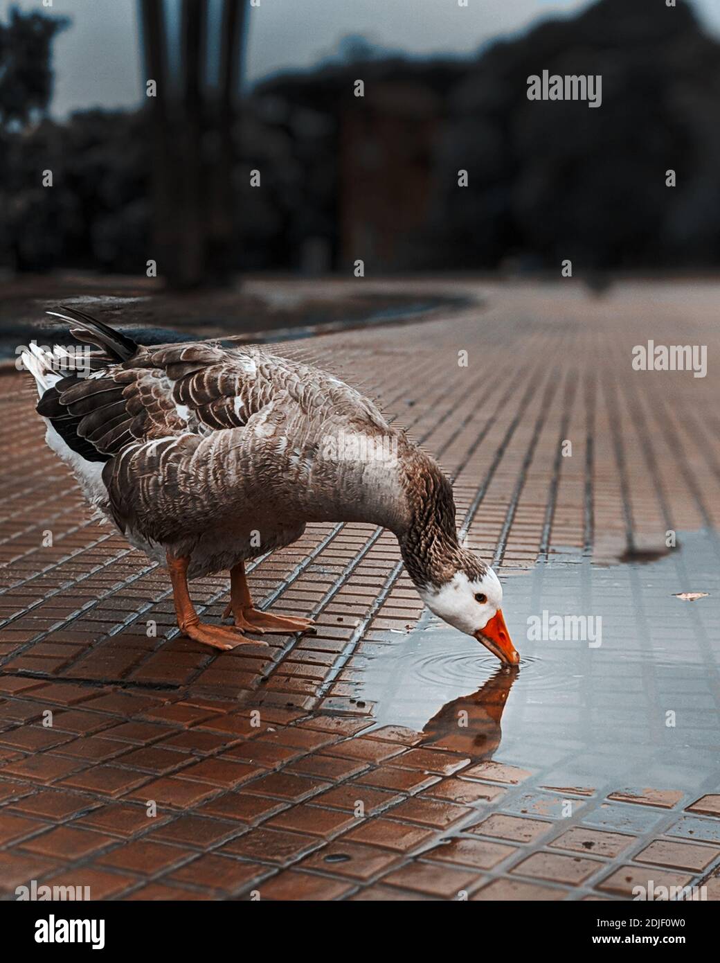 Bird drinking water from puddle animal wildlife hi-res stock ...