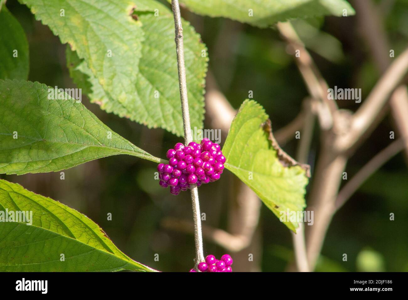 American Beautyberry High Resolution Stock Photography and Images - Alamy