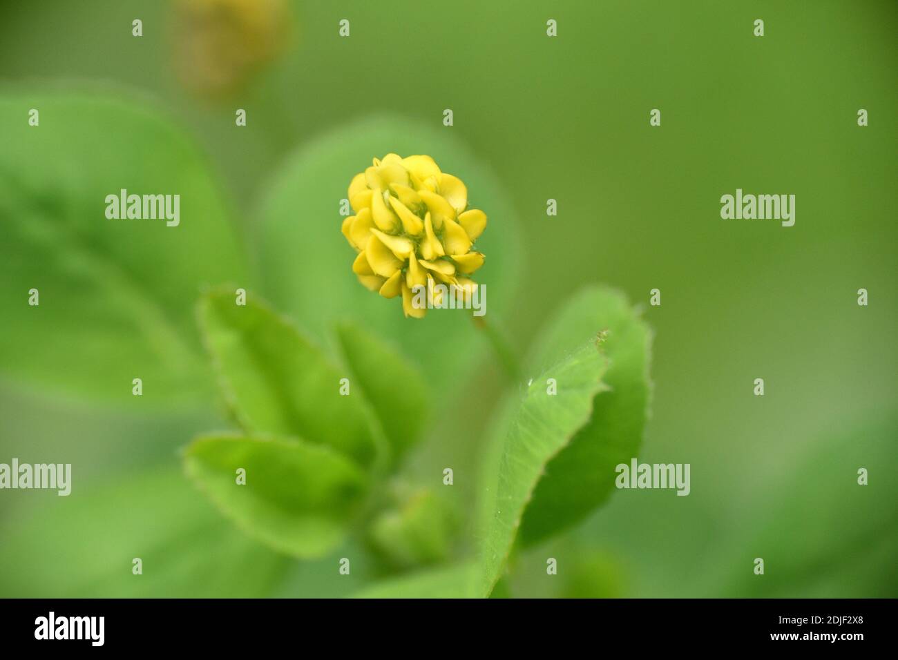 Yellow flower of Medicago lupulina. Munilla, La Rioja Stock Photo - Alamy