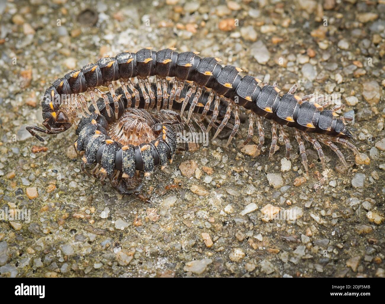 Malaysia millipede hi-res stock photography and images - Alamy