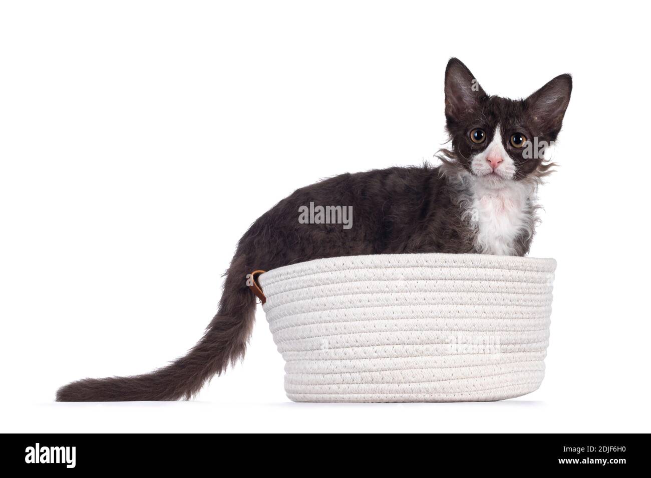 Adorable chocolate with white LaPerm cat kitten, standing side ways in ...