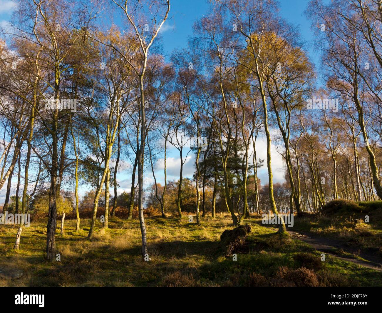 Silver birch trees on Stanton Moor an upland area near Bakewell in the ...