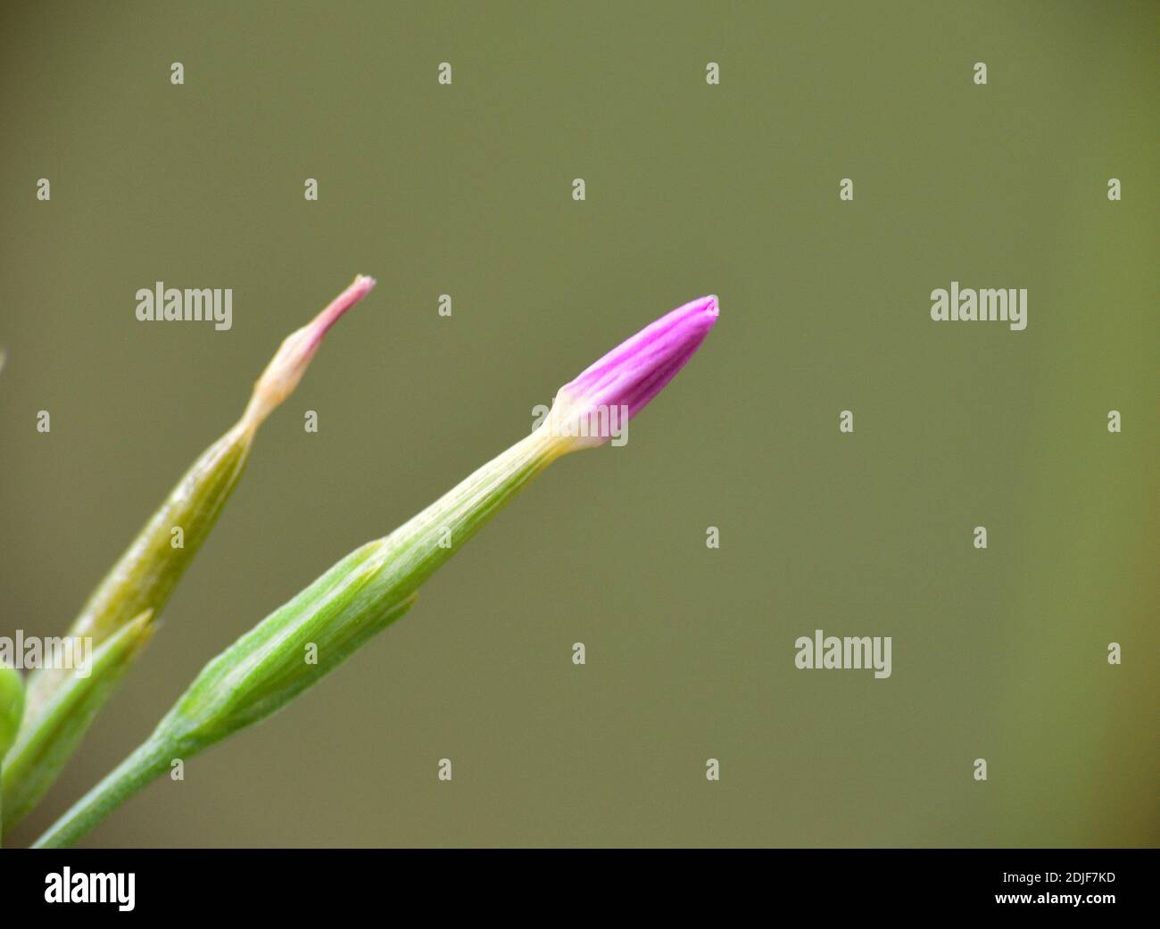 Branching cluster of flowers hi-res stock photography and images - Alamy