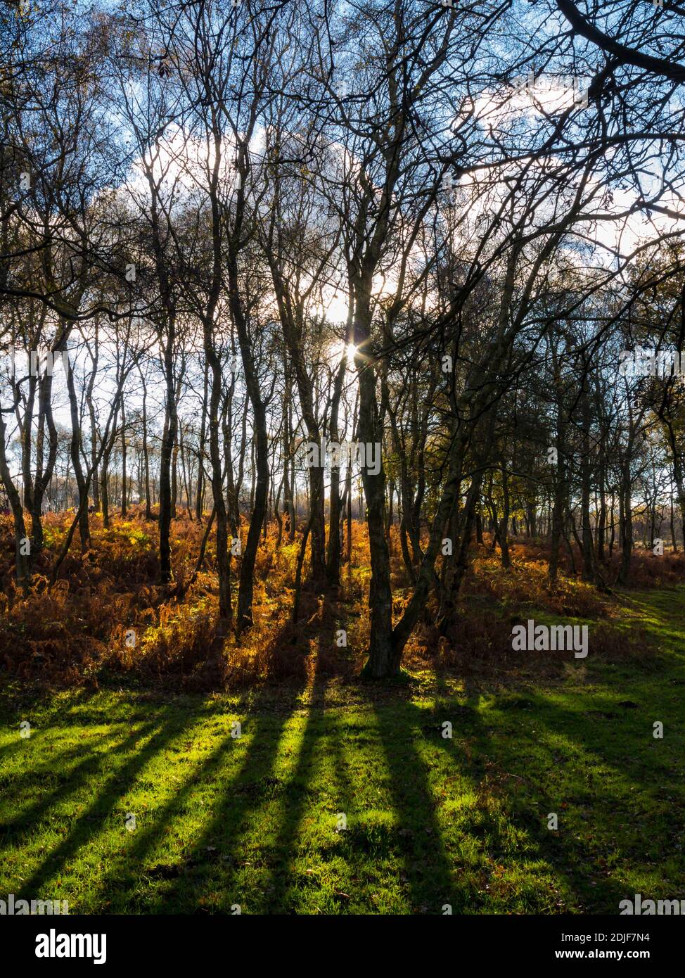 Silver birch trees on Stanton Moor an upland area near Bakewell in the ...
