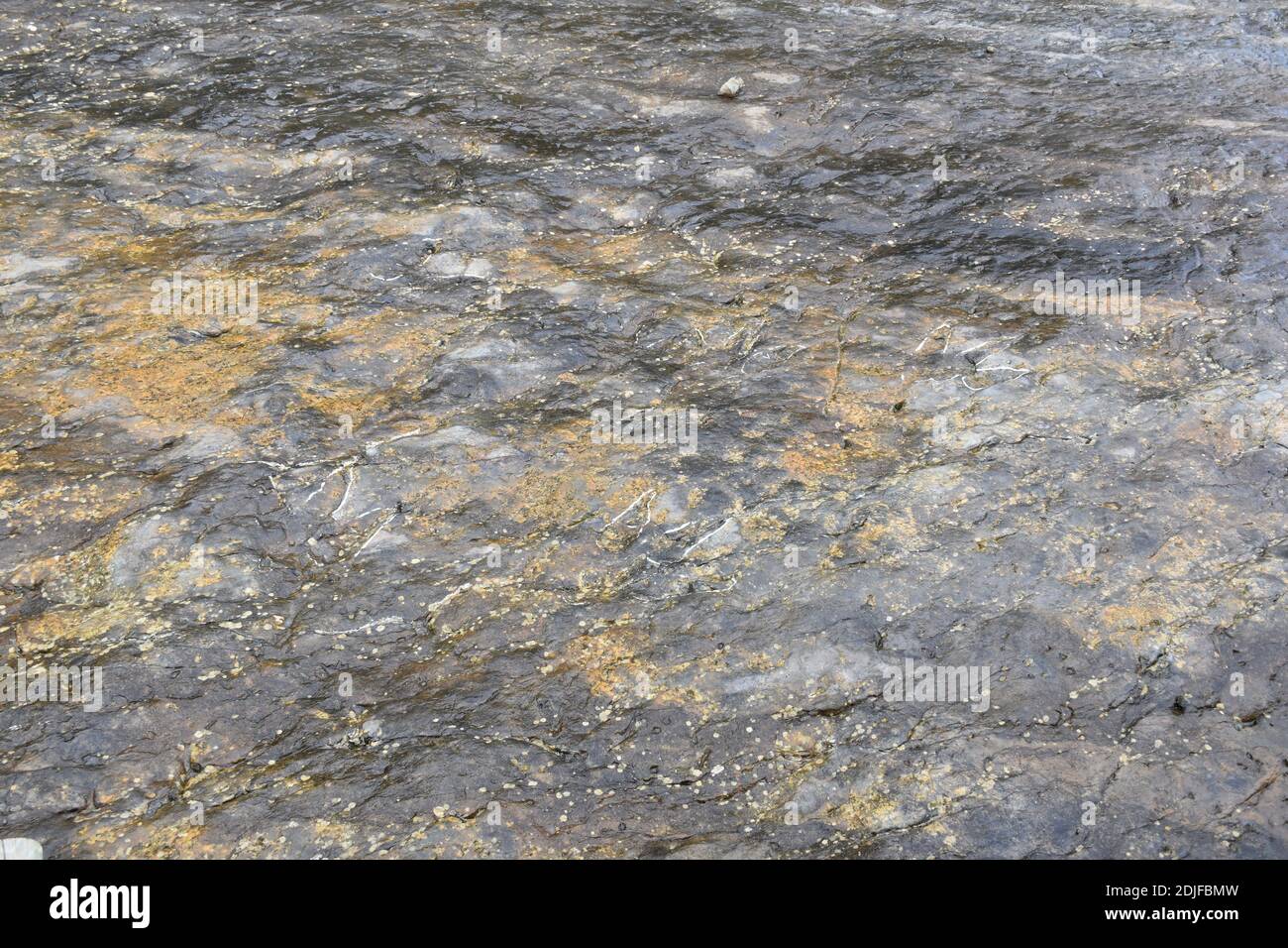 Trace of ichnites of Theropod. Icnite site (dinosaur footprints) La ...