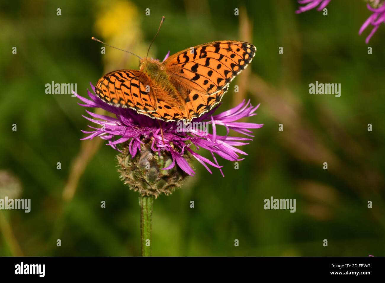 Knapweed insects hi-res stock photography and images - Alamy