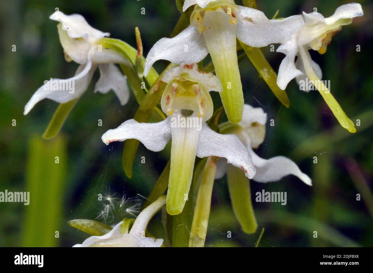 Widespread hi-res stock photography and images - Alamy