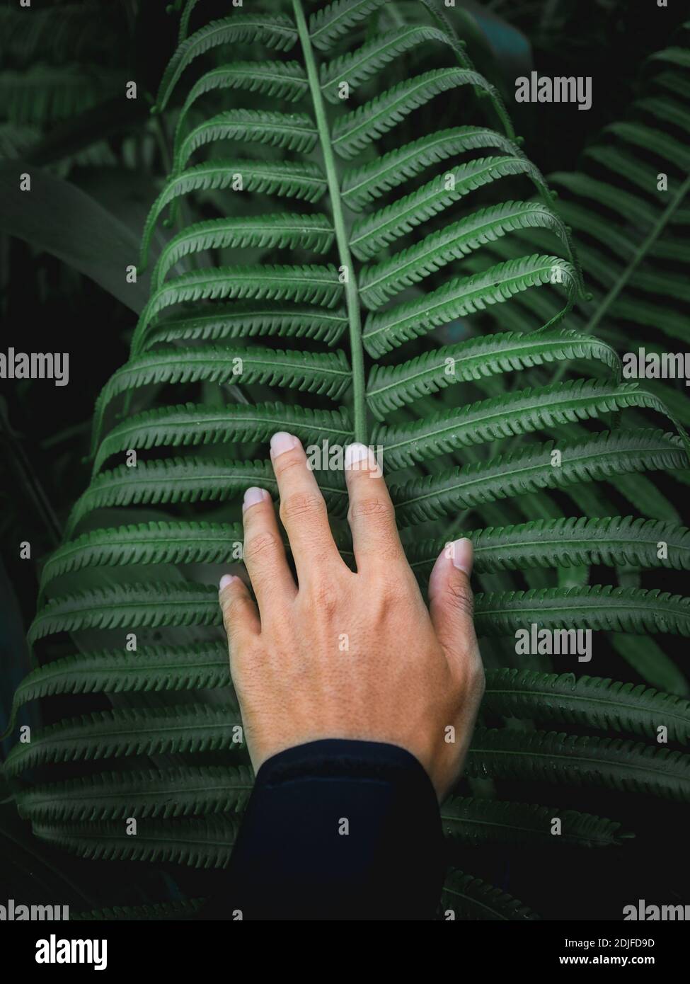 Hand touching fern hi-res stock photography and images - Alamy