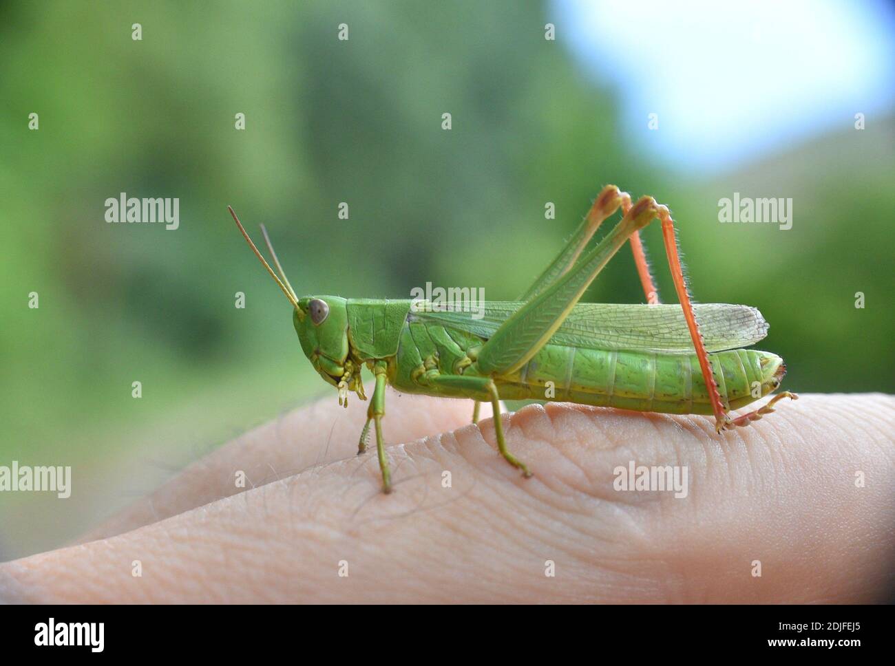 Side view of green grasshopper on finger Stock Photo - Alamy