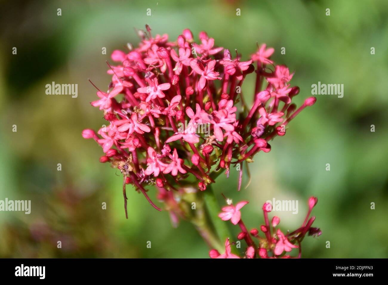 Bouquet of flowers of Red Valerian plant (Centranthus ruber Stock Photo ...