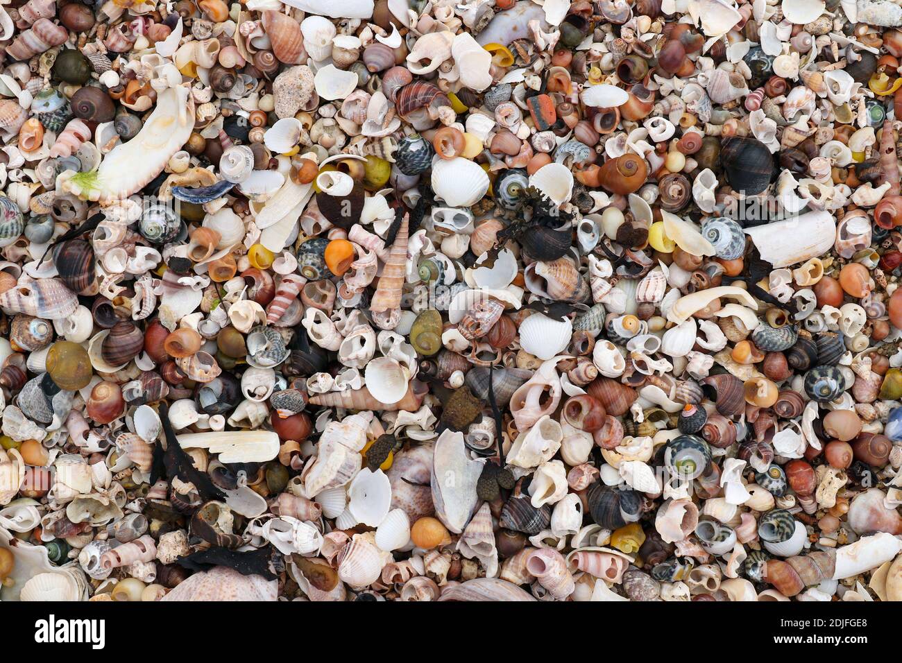 Sea shells on ground hi-res stock photography and images - Alamy