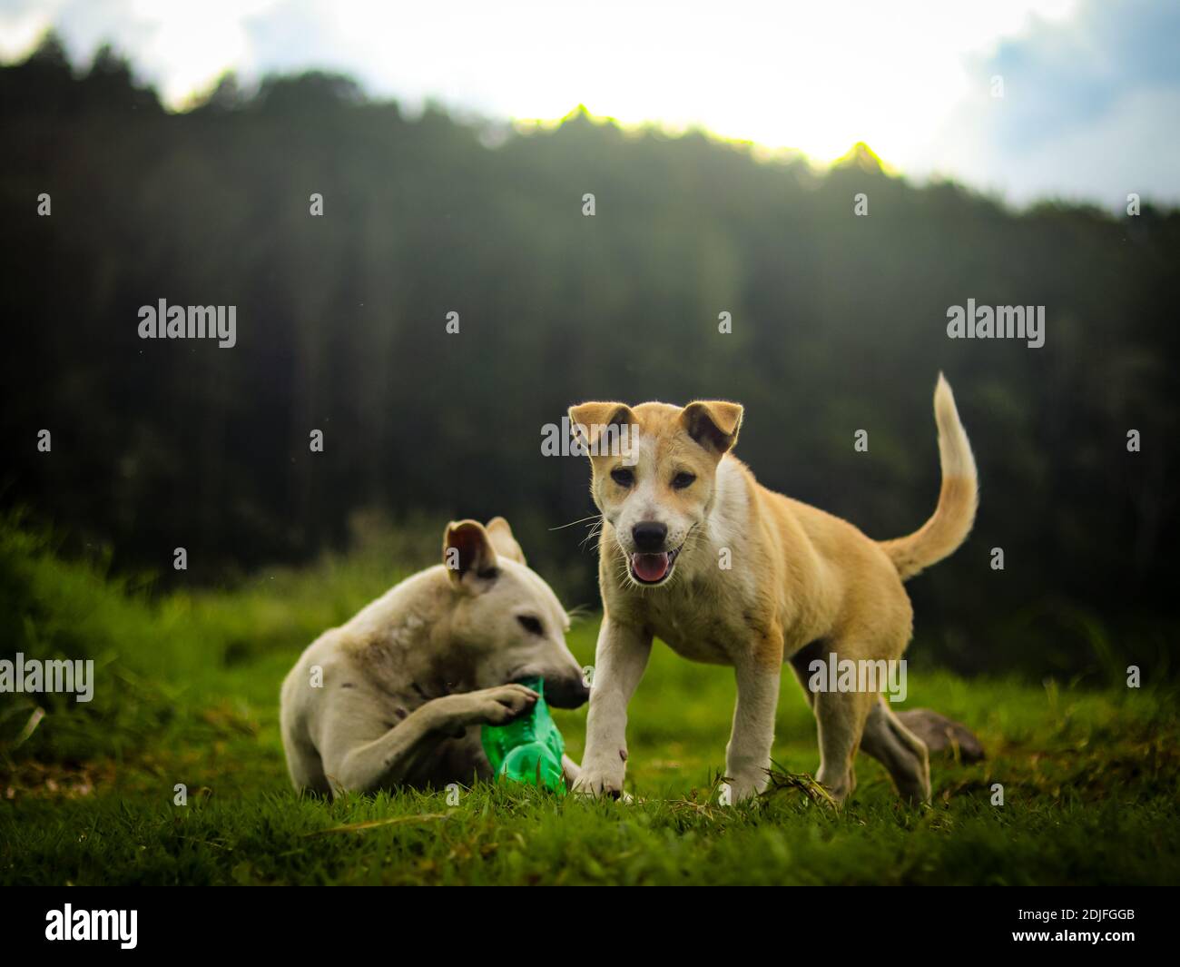Two animals bear bird hi-res stock photography and images - Alamy