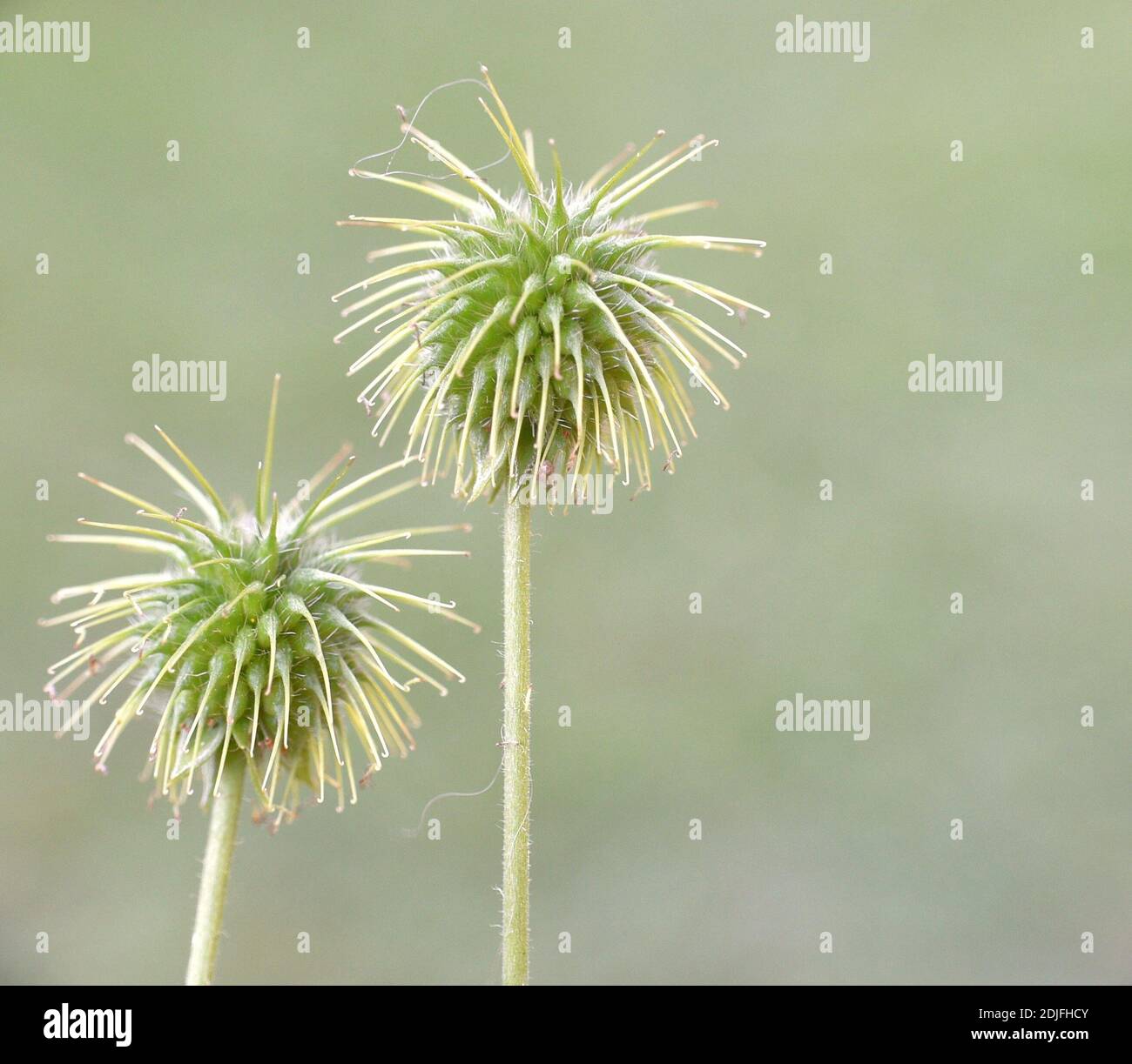 Prickly fruits of Geum urbanum plant on rural road Stock Photo - Alamy