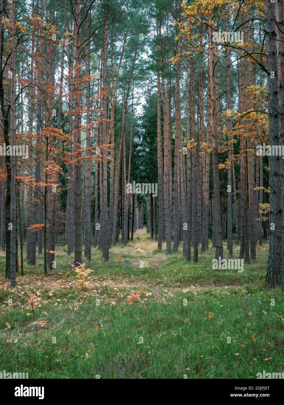 Golden-coppery colors of autumn forest trees and foliage. Path inside ...