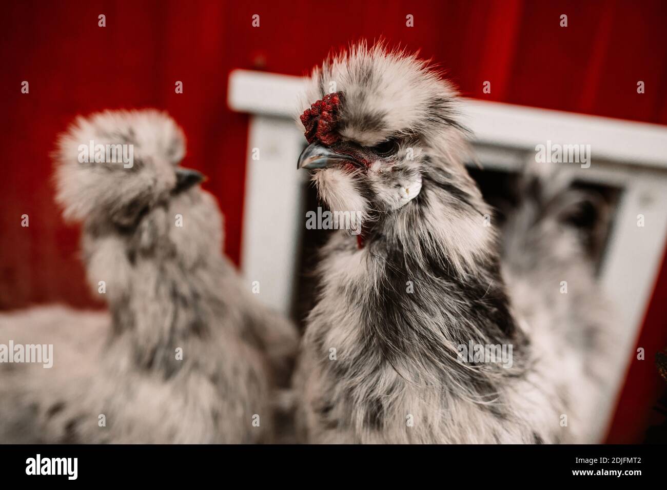 Splash Silkie Rooster And Pullet Stock Photo - Alamy