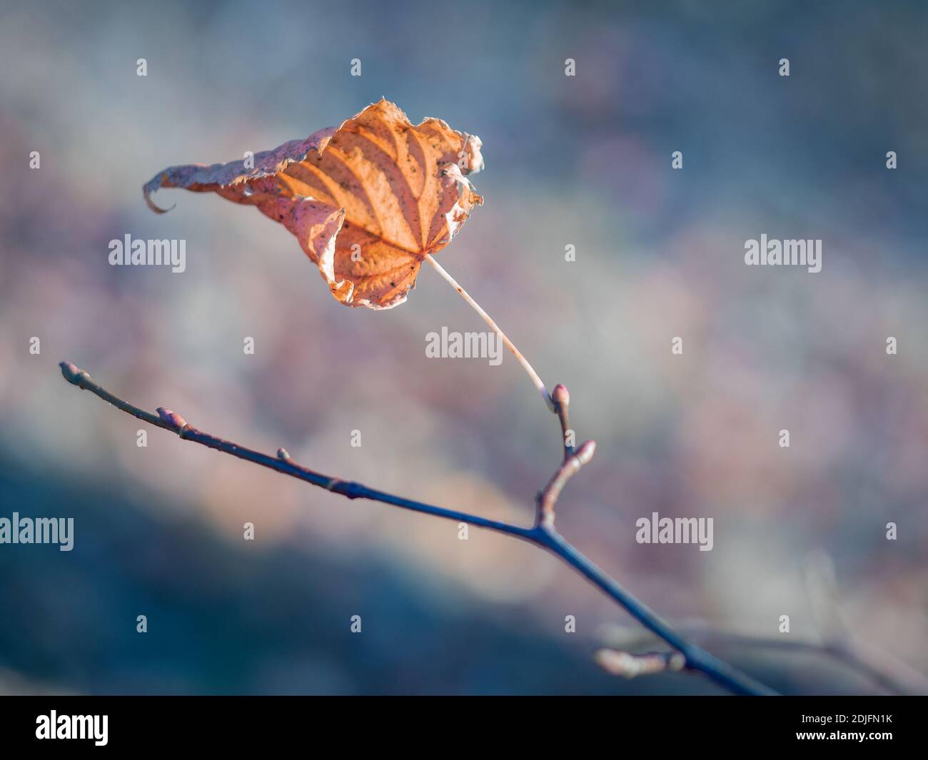 Curled Leaf Twigs High Resolution Stock Photography and Images - Alamy
