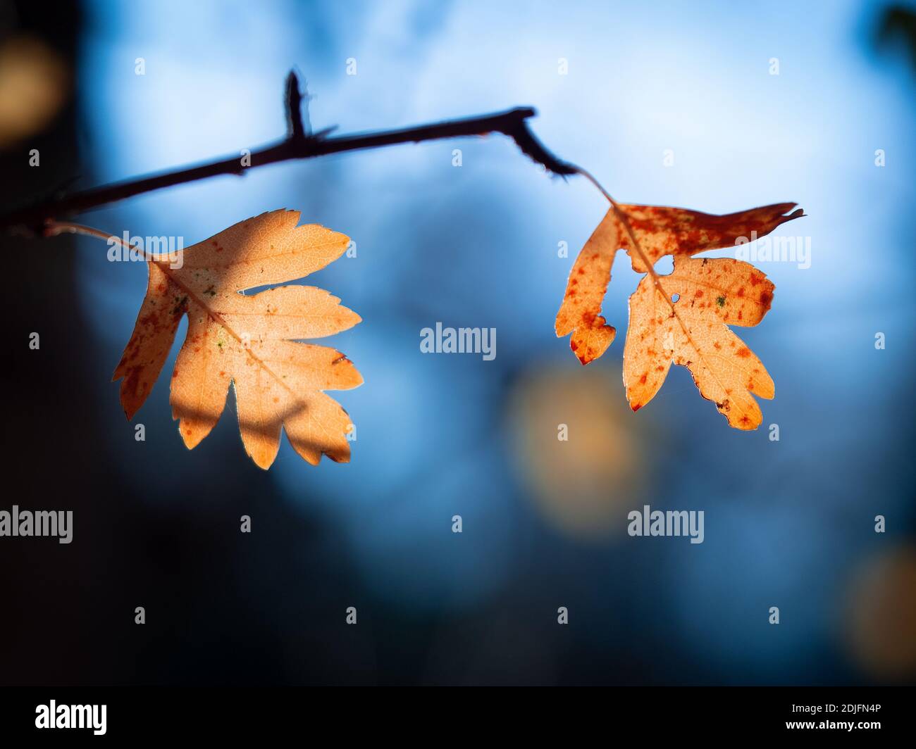 Golden-yellow leaves of common hawthorn against blue autumn sky ...
