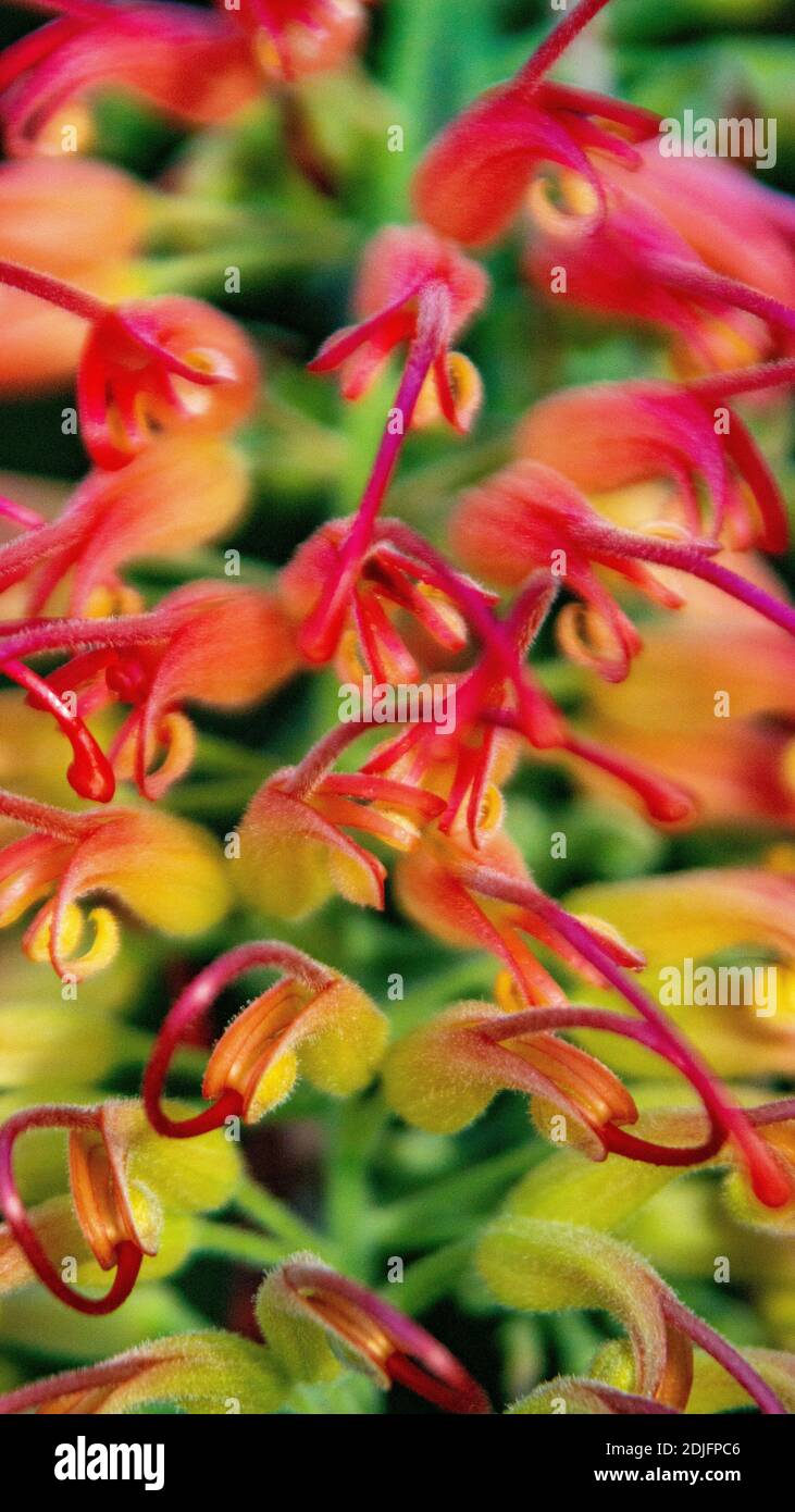 Hand drawn vector flower hi-res stock photography and images - Alamy