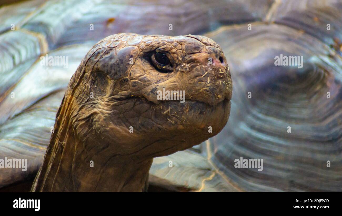 Aged turtle hi-res stock photography and images - Alamy