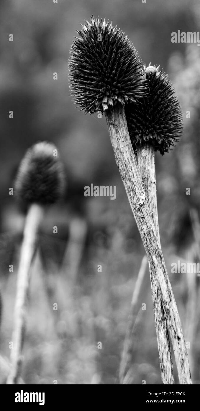Green blooming white meadow Black and White Stock Photos & Images - Alamy