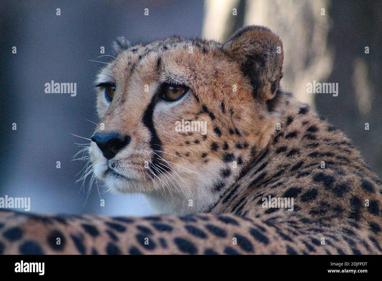 Gepard hunting hi-res stock photography and images - Alamy