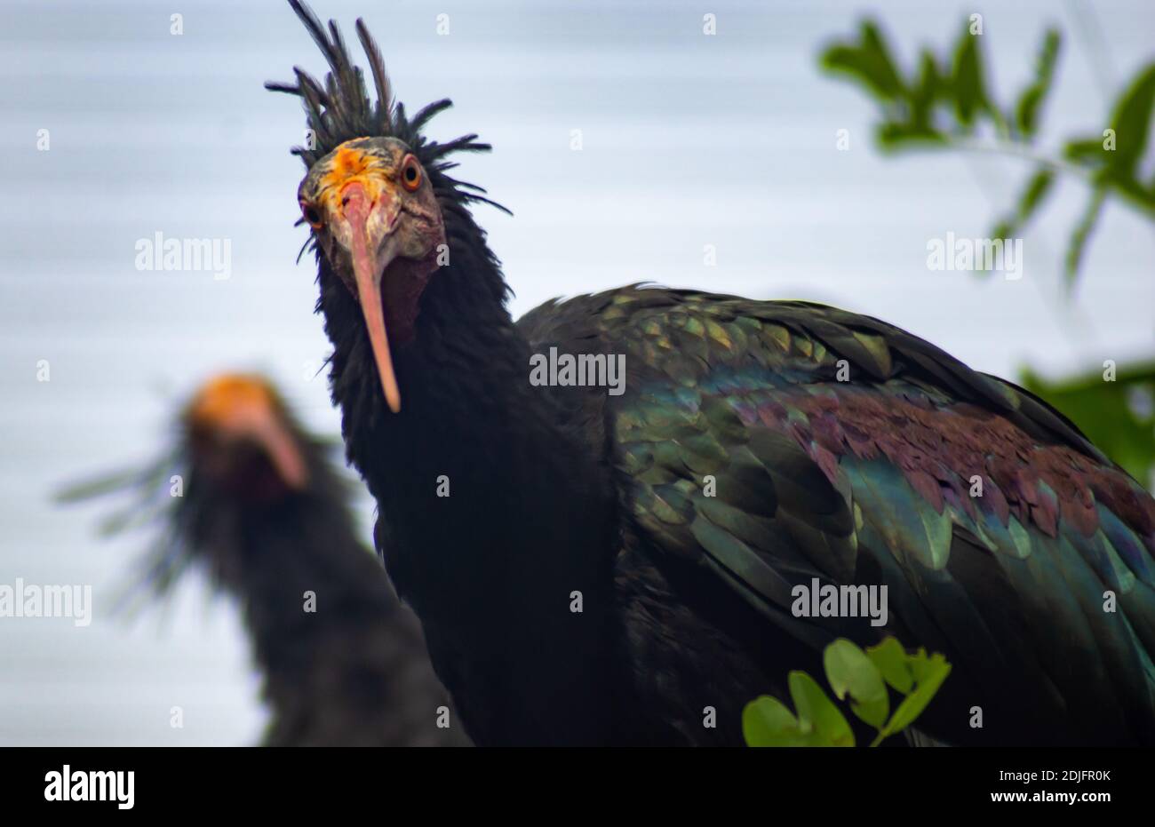Scary looking birds hi-res stock photography and images - Alamy