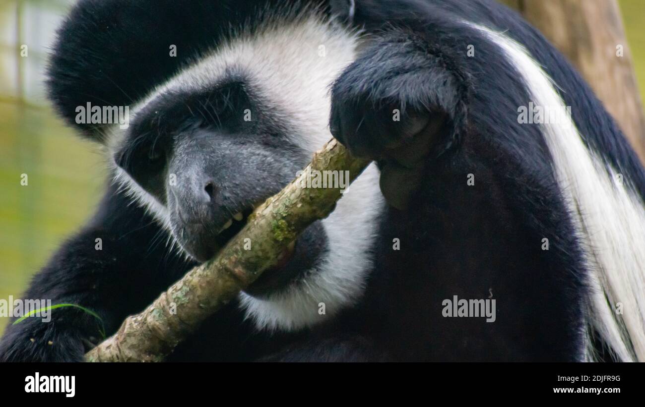Biting a Stick Stock Photo - Alamy