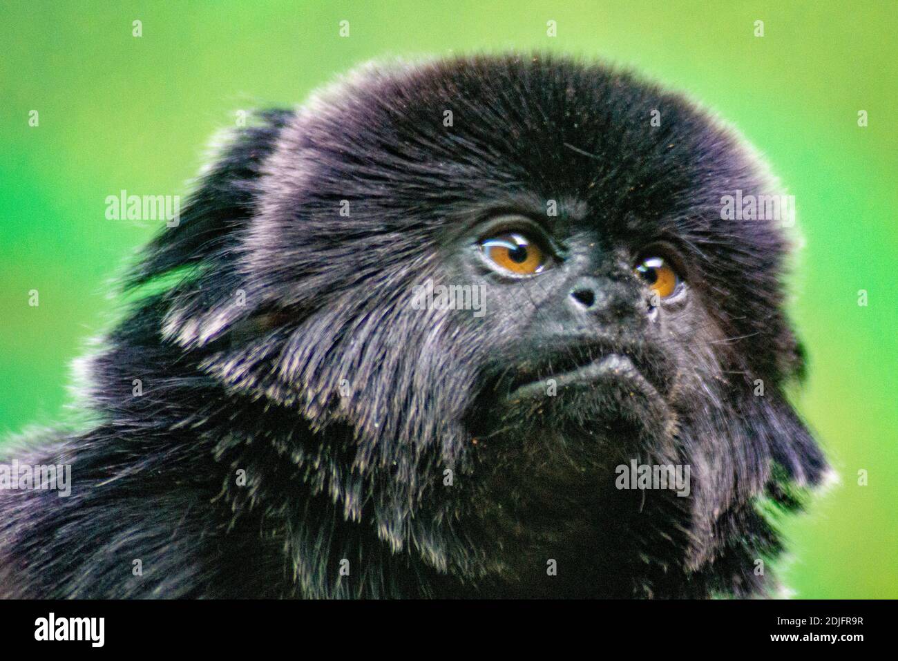 Small Black Monkey Stock Photo - Alamy