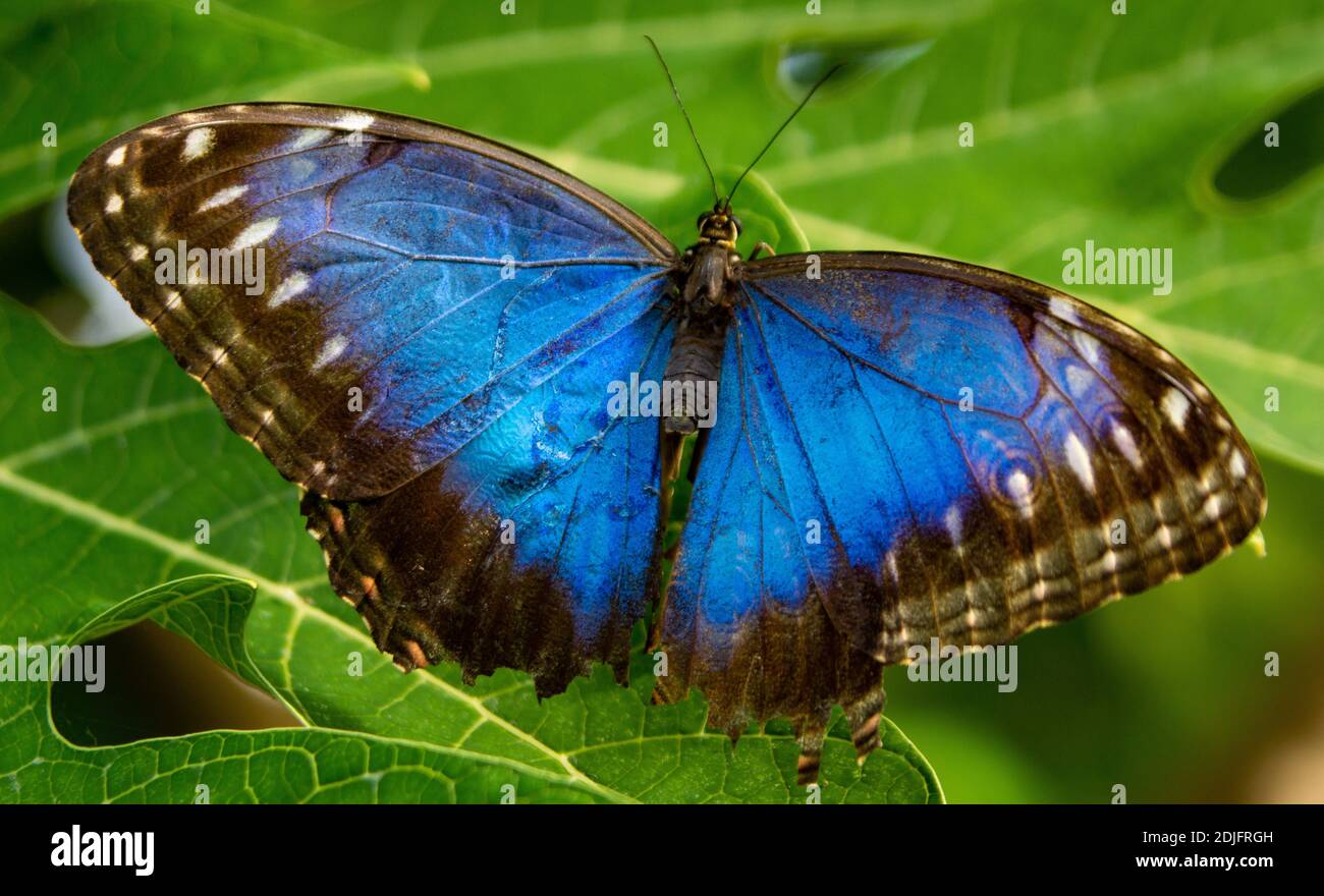 Bright Blue Wings Stock Photo - Alamy