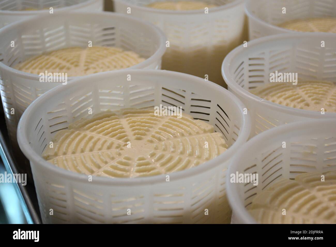 Detail of fresh goat cheeses in mold Stock Photo - Alamy