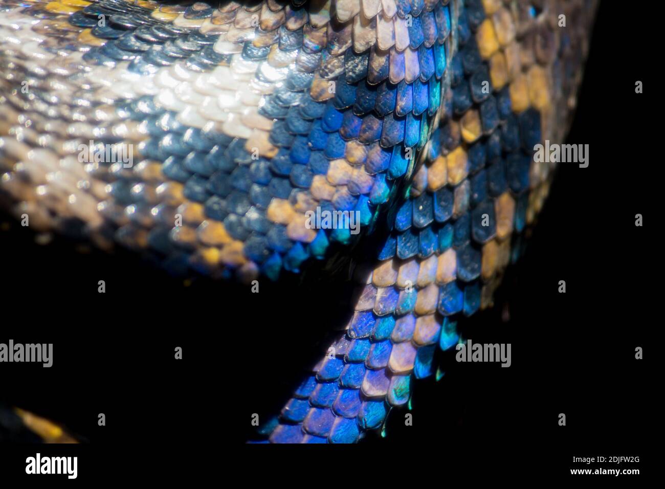 Iridescent head scales hi-res stock photography and images - Alamy