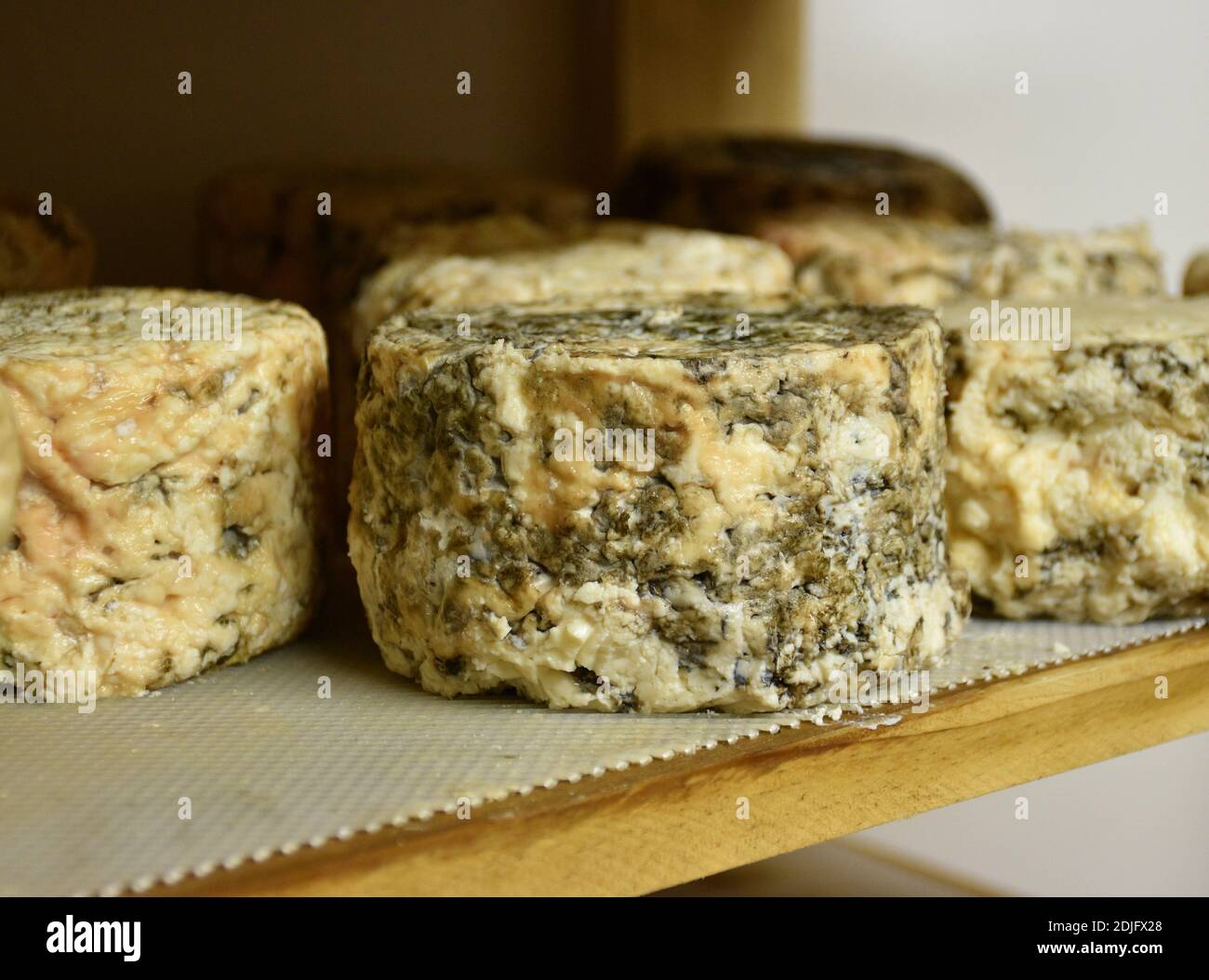 Artisan cheeses in the process of maturation on wooden shelves Stock ...