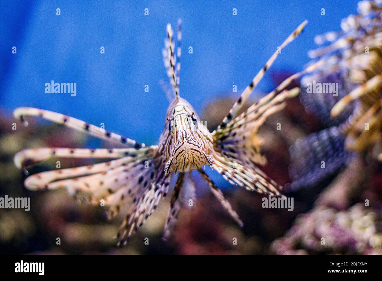 Underwater antenna hi-res stock photography and images - Alamy