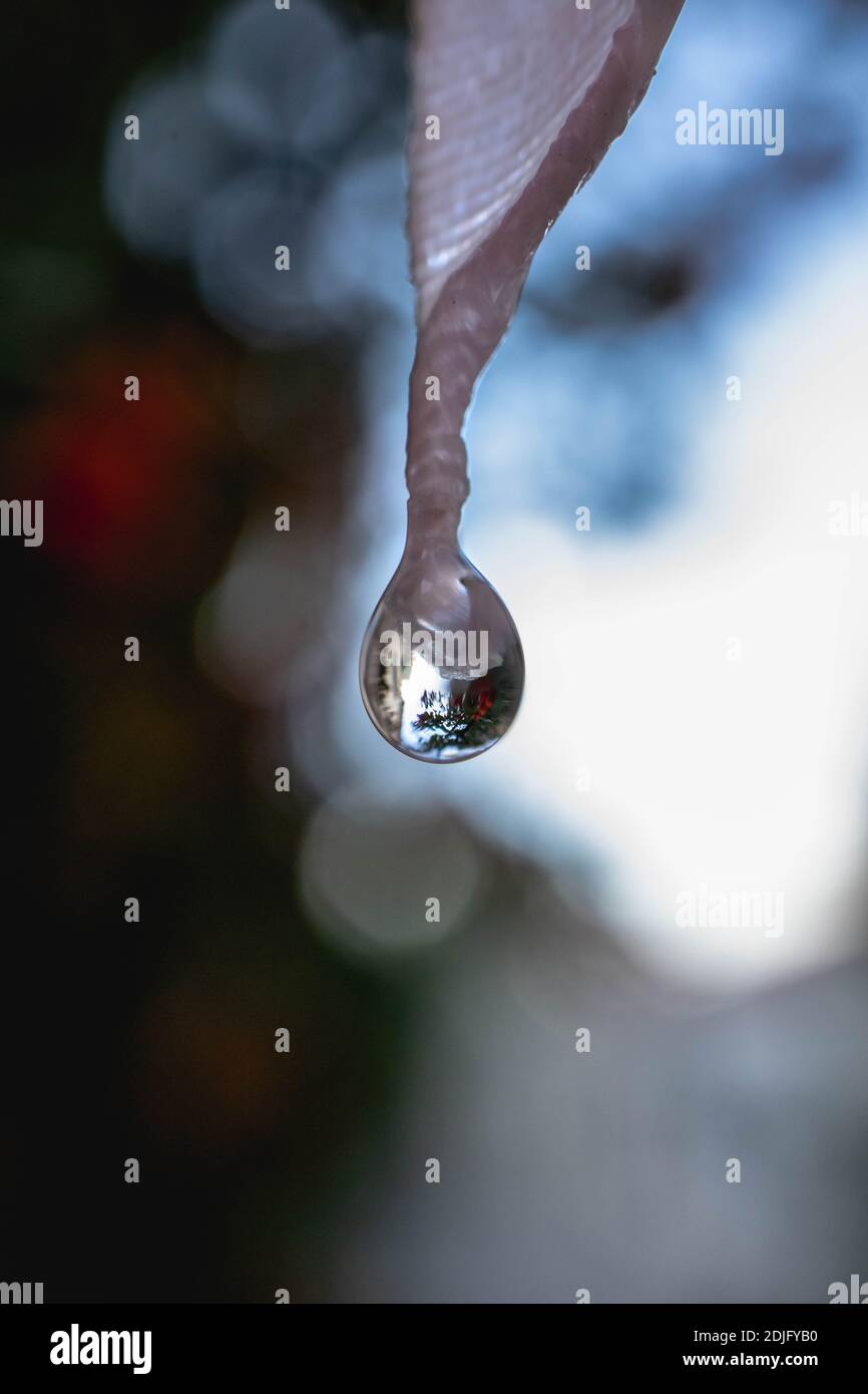 Hanging from flower hi-res stock photography and images - Alamy