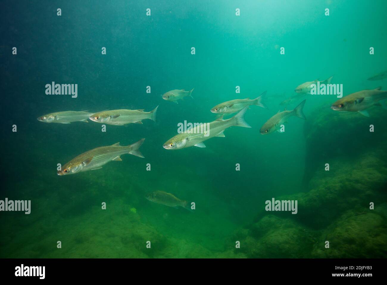 Ramada fish hi-res stock photography and images - Alamy