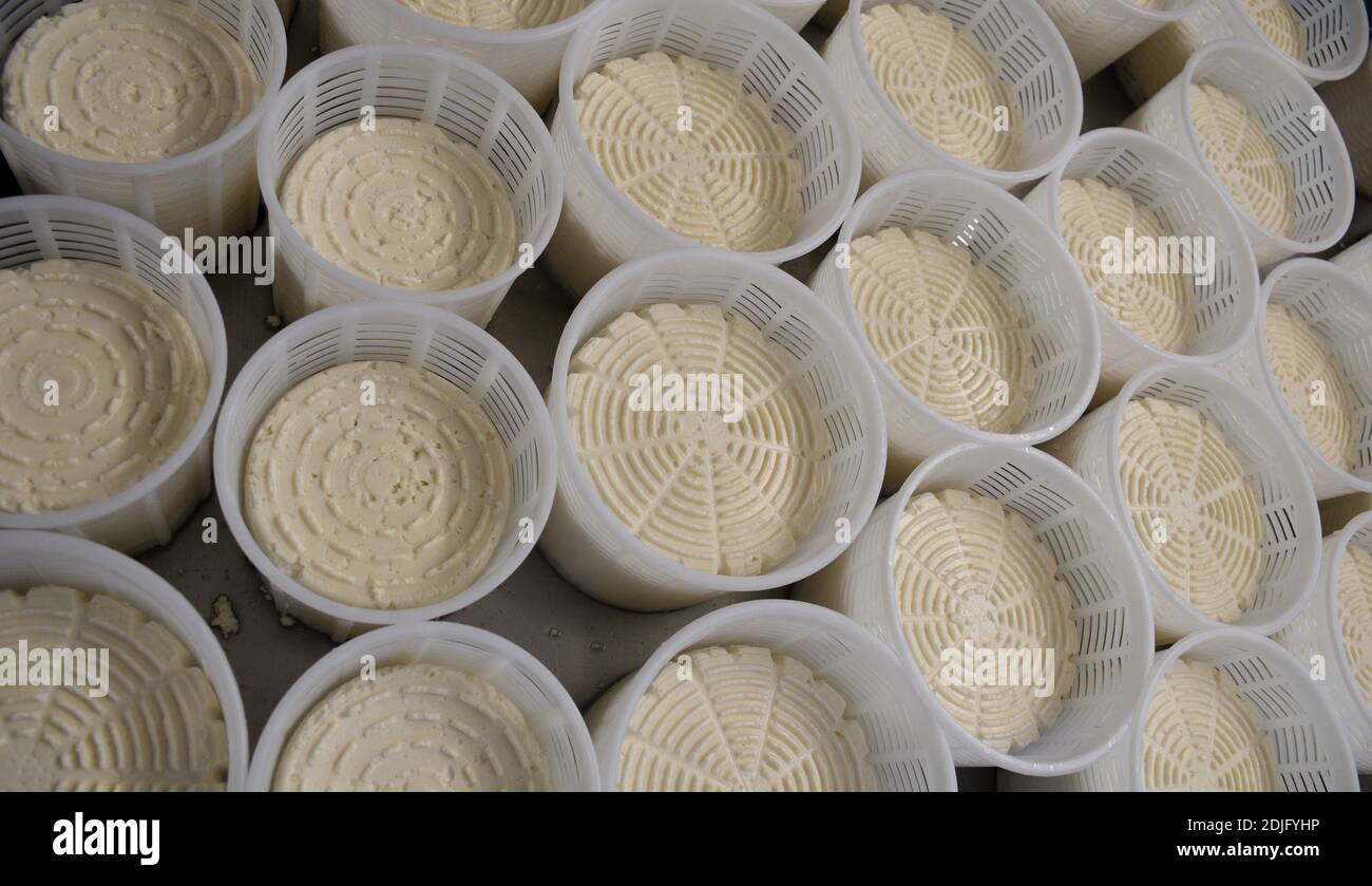 Goat cheese in wire molds resting and losing the whey Stock Photo - Alamy