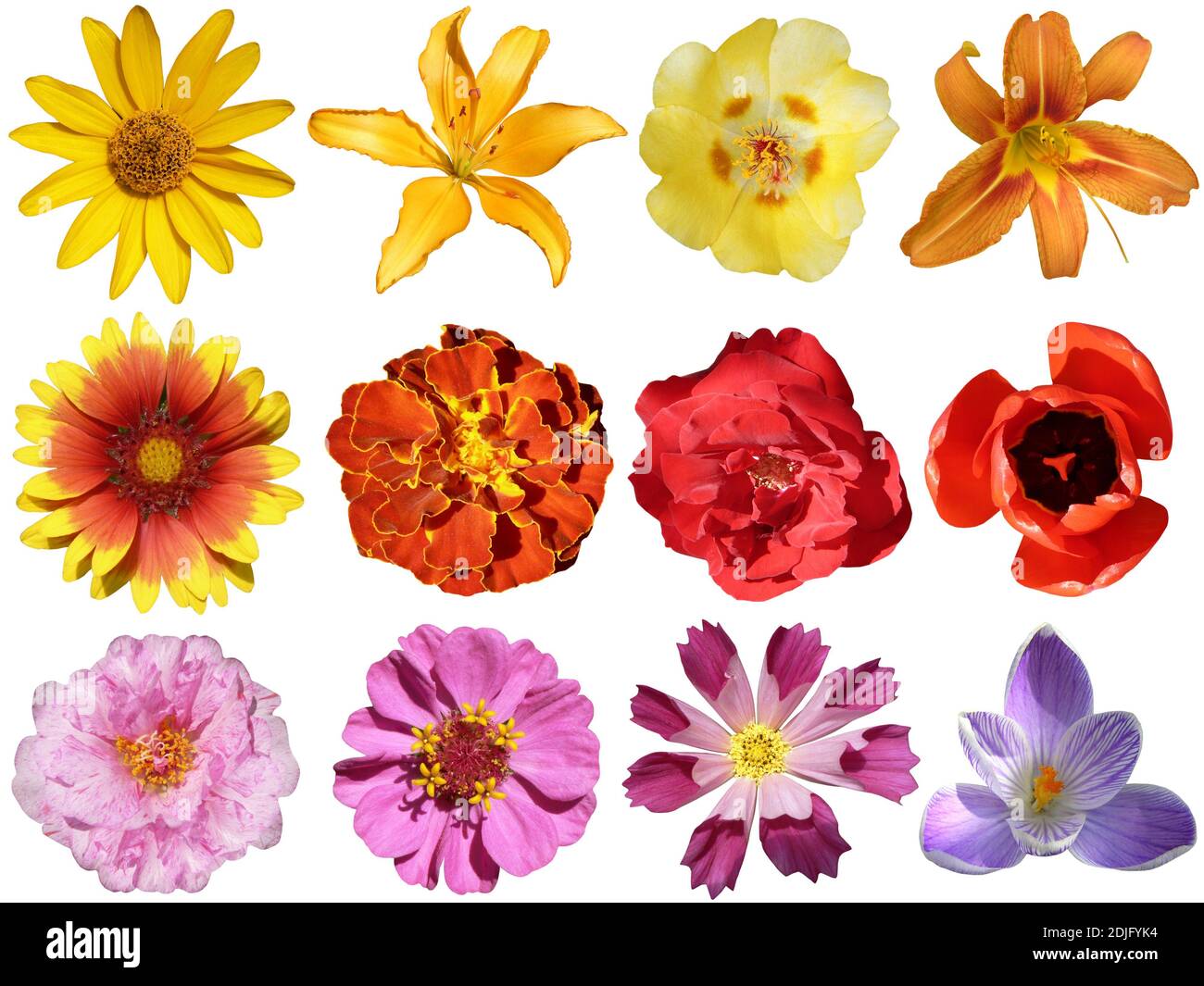 collection of flowers isolated on white background Stock Photo - Alamy