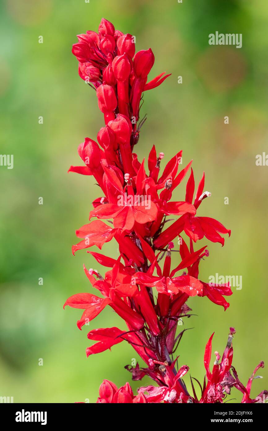 Close up of a red cardinal flower (lobelia cardinalis) in bloom Stock ...