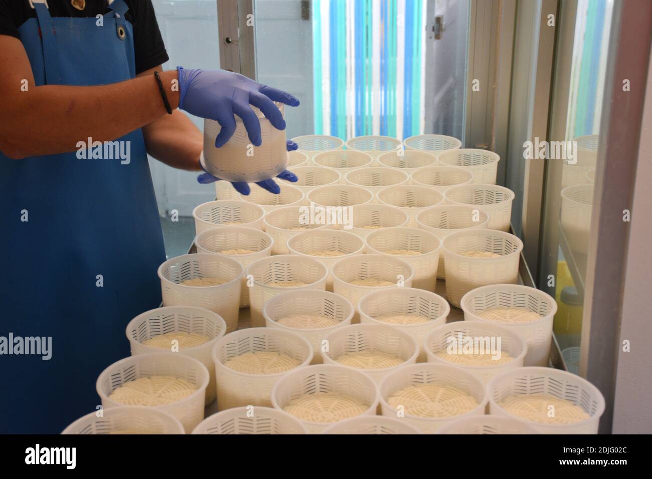 Cheesemaker turning the cheeses into the molds Stock Photo - Alamy