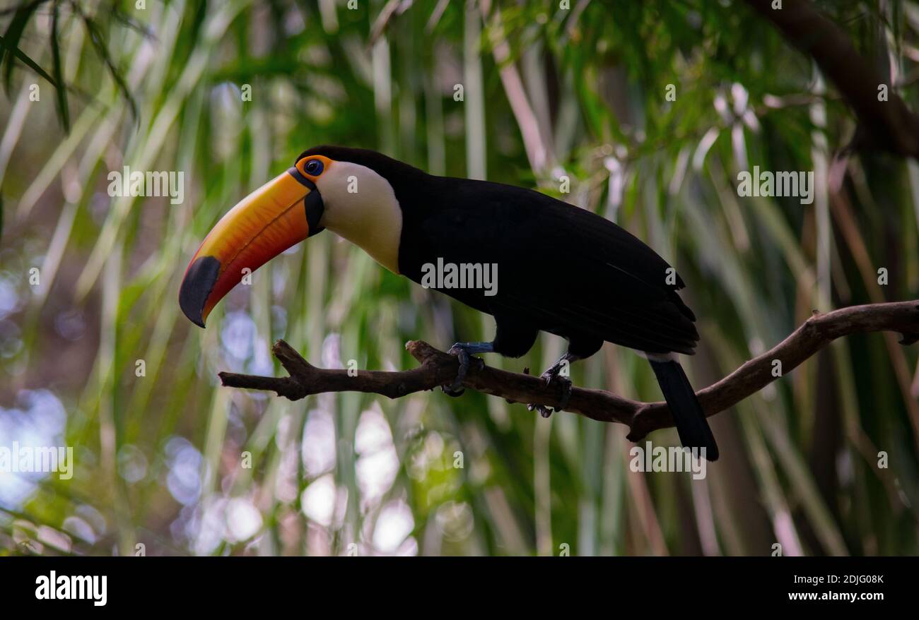 Peru amazon rainforest toucan hi-res stock photography and images - Alamy
