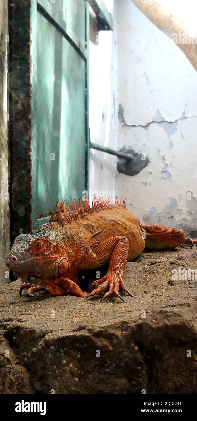 Alligator skin man hi-res stock photography and images - Alamy
