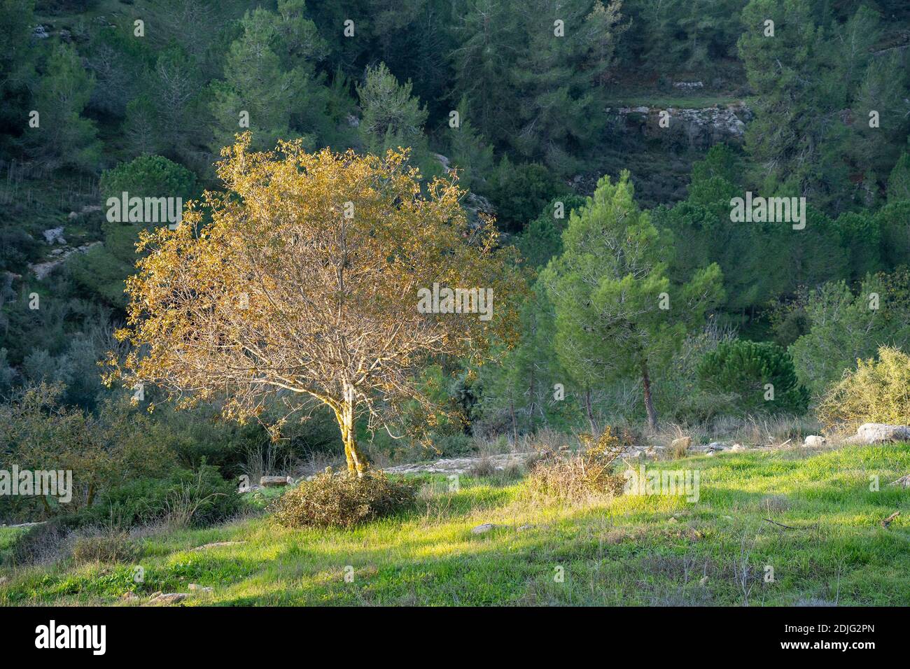 A deciduous tree's foliage turning yellow at autumn, unlike the ...